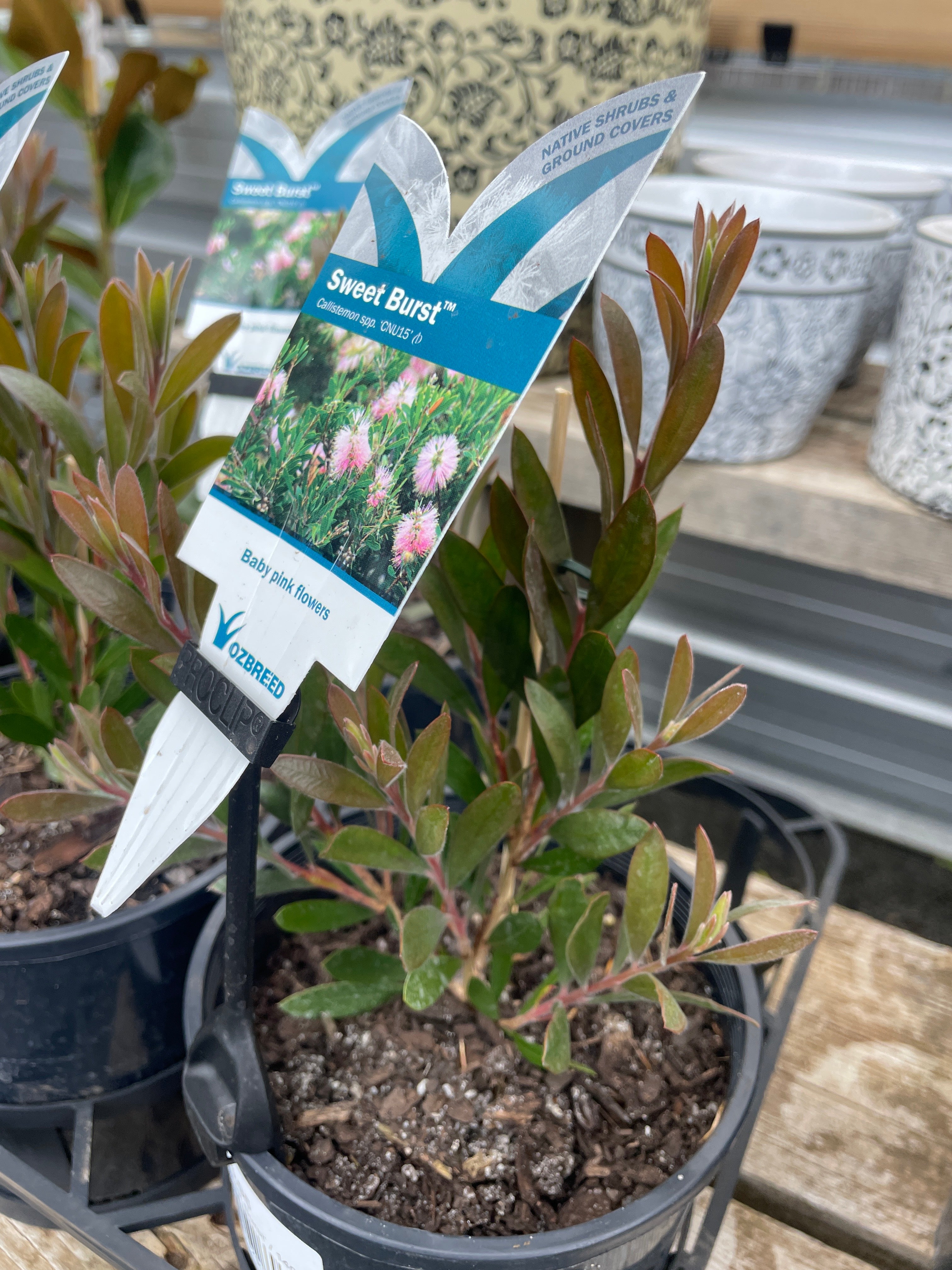 Callistemon 'Sweet Burst' - Pink Bottlebrush | Australian Native ...