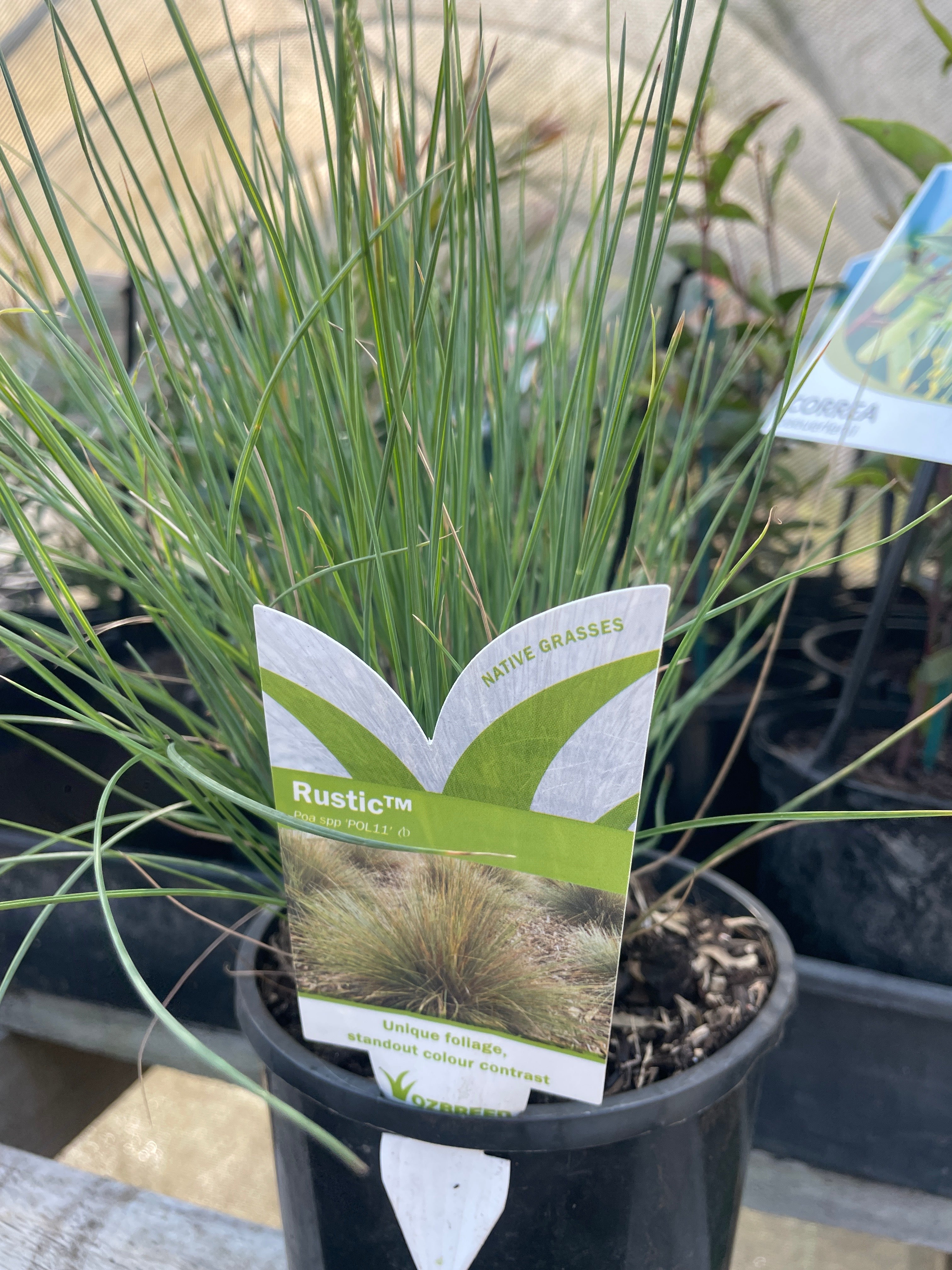 Poa 'Rustic' - Premium Ornamental Grass by Ozbreed – Navigators Nursery