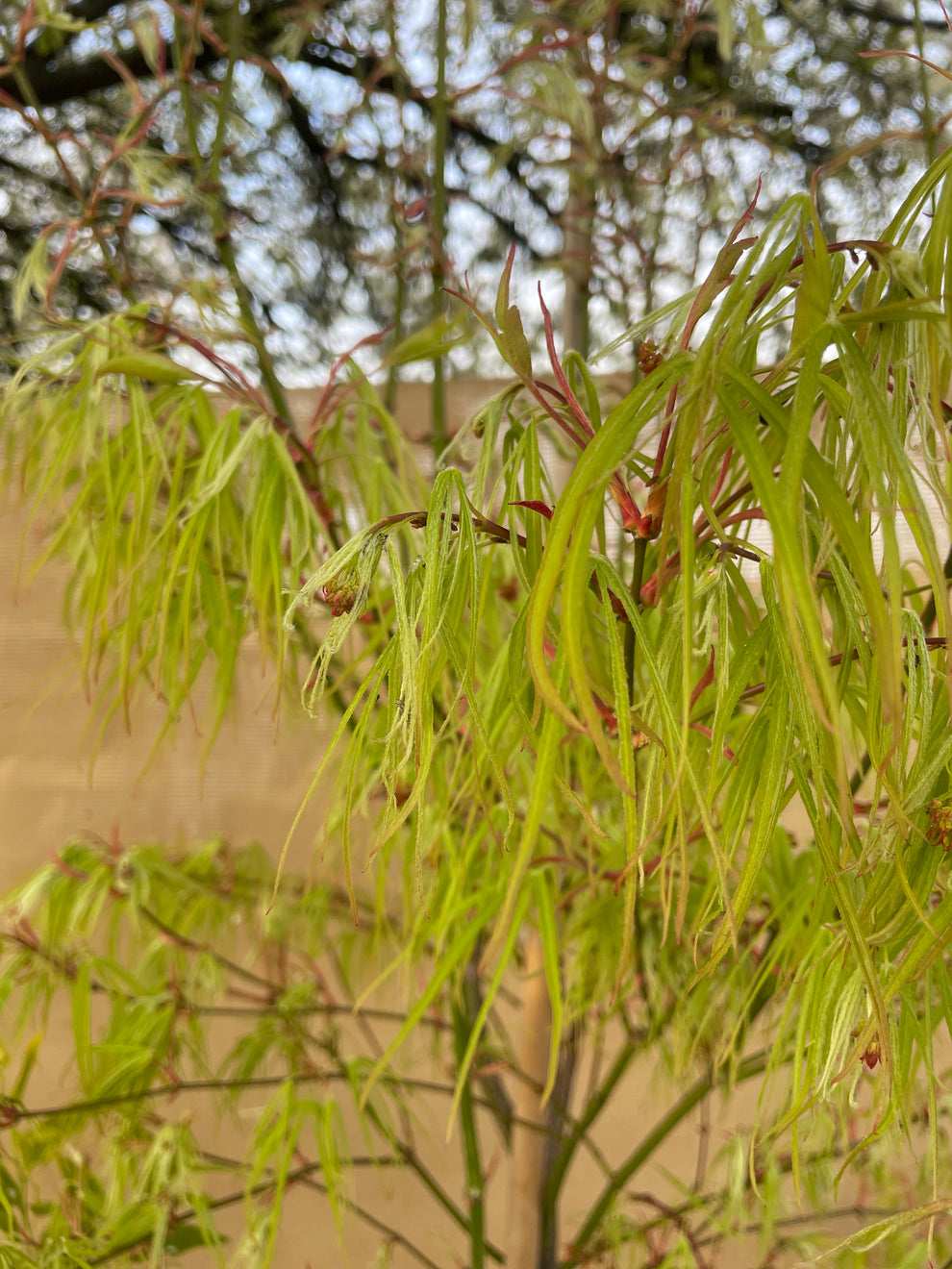 Acer palmatum 'Koto-ito-komachi' - Dwarf Threadleaf Japanese Maple ...