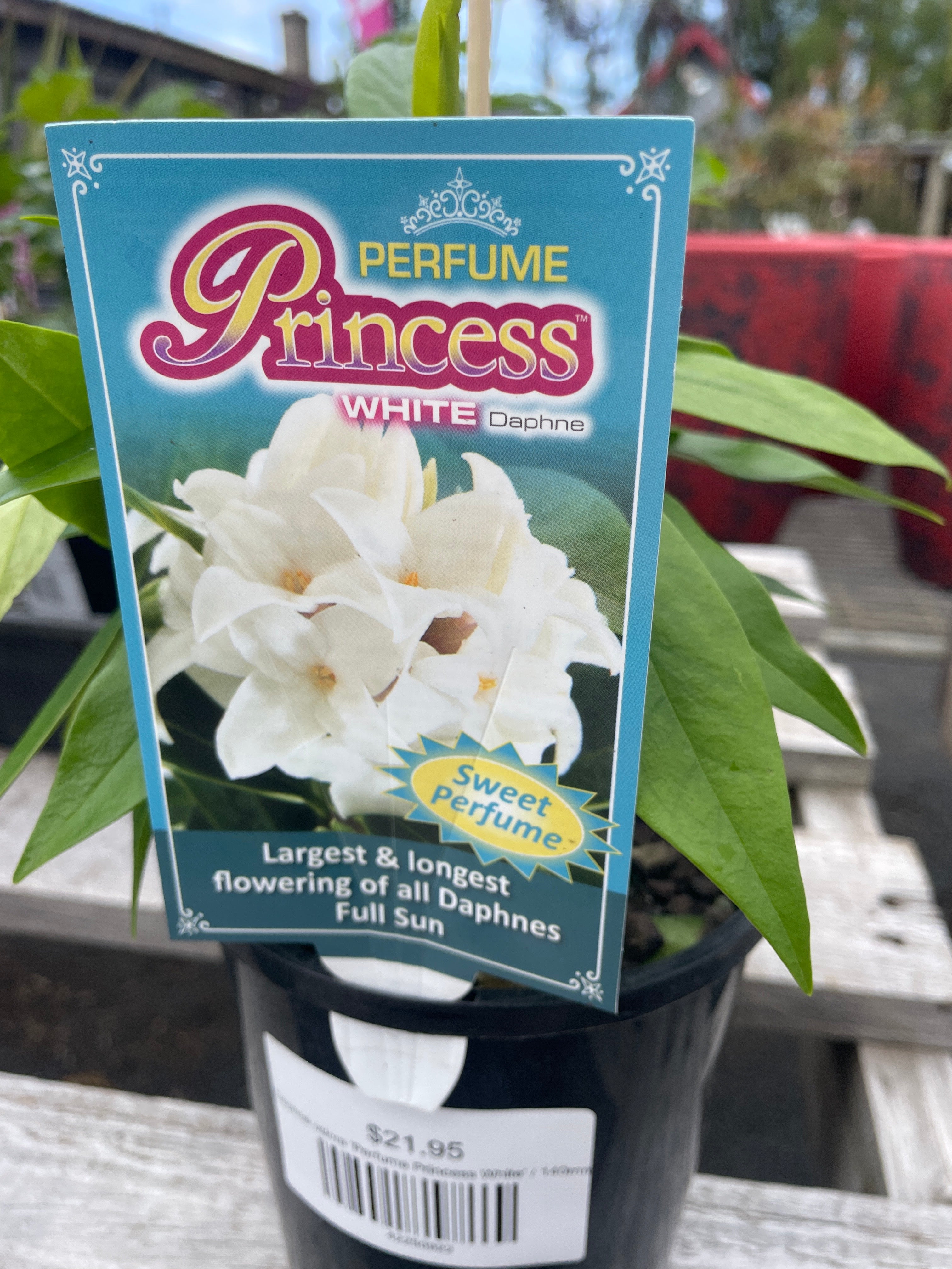 Daphne odora Perfume Princess White | Fragrant White Winter Flowering ...