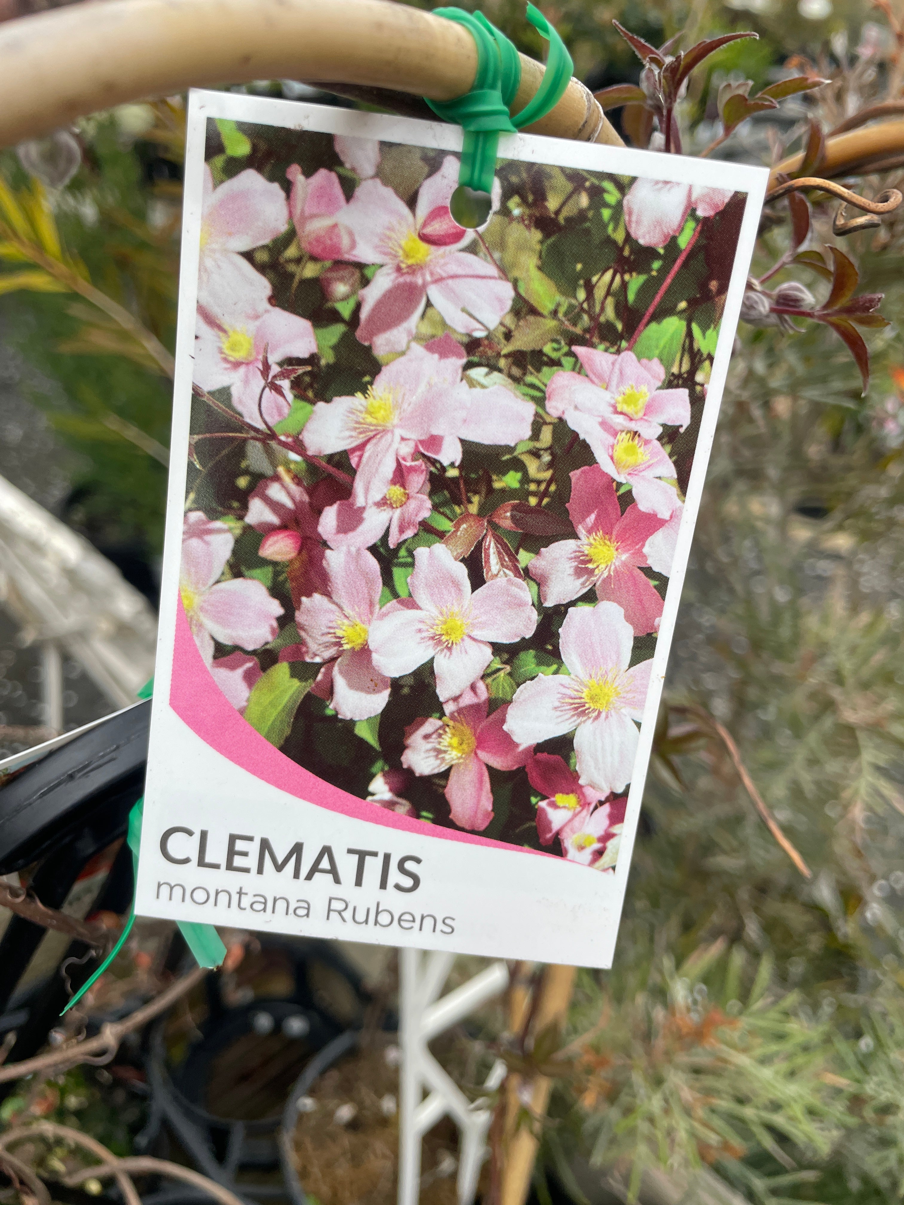 Clematis montana Rubens Pink Mountain Clematis - Fragrant Climbing Vine ...