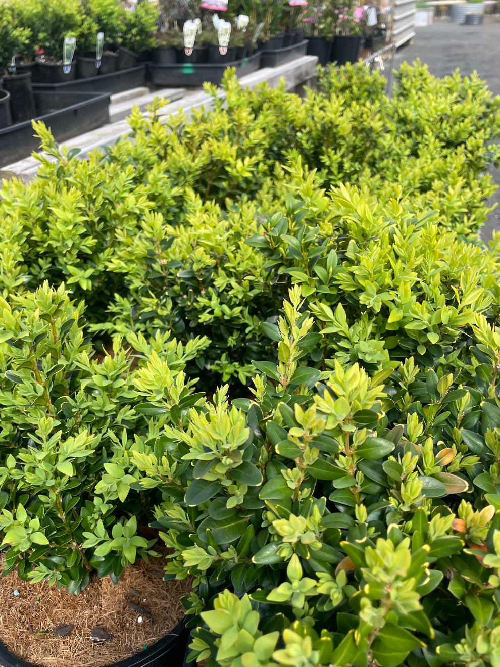 Buxus sempervirens English Box - Hardy Evergreen Hedge Plant ...