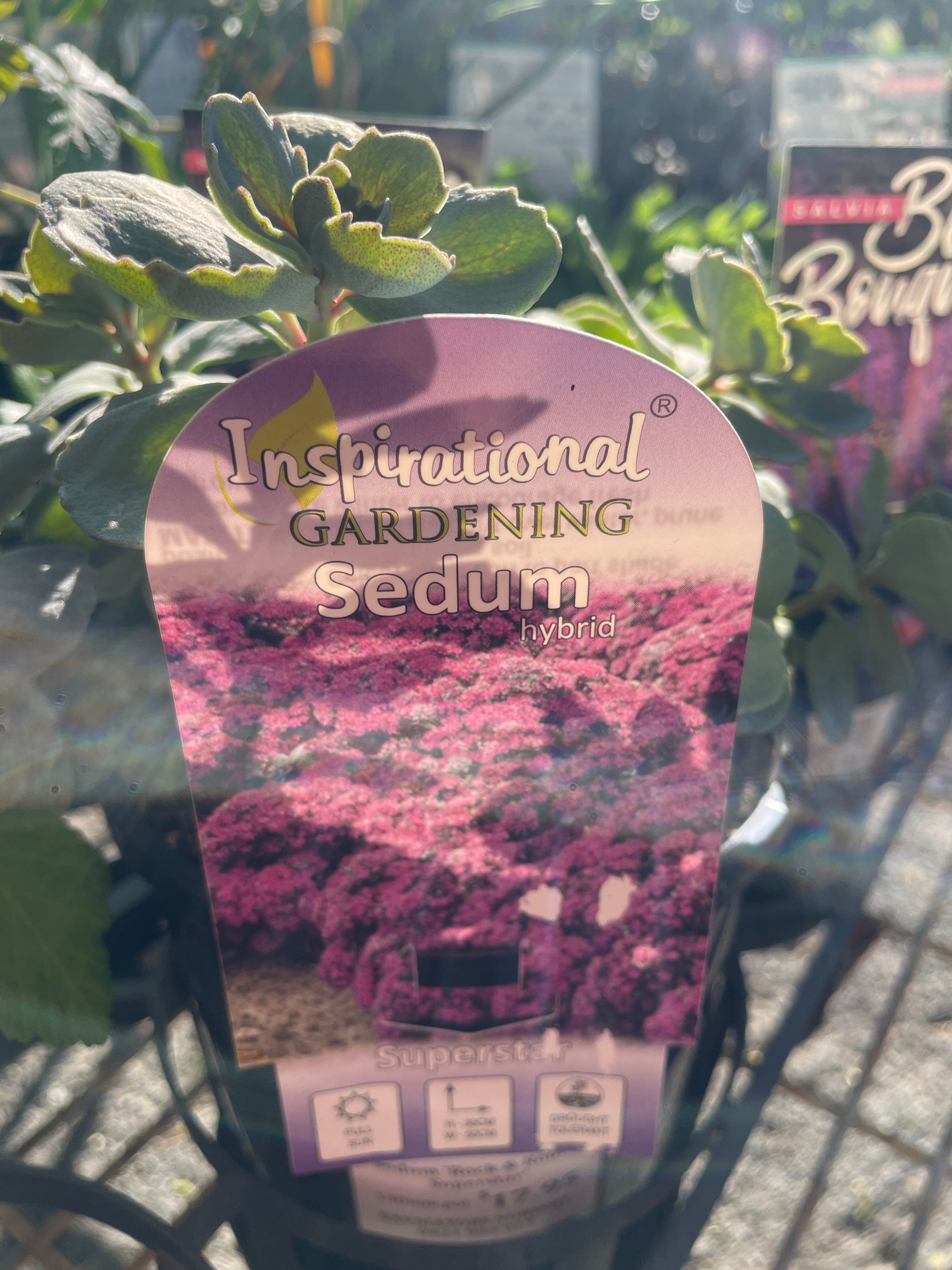 Sedum 'Superstar' - Stonecrop | Pink Flowering Perennial – Navigators ...