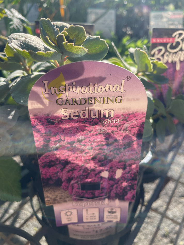 Sedum 'Superstar' - Stonecrop | Pink Flowering Perennial – Navigators ...