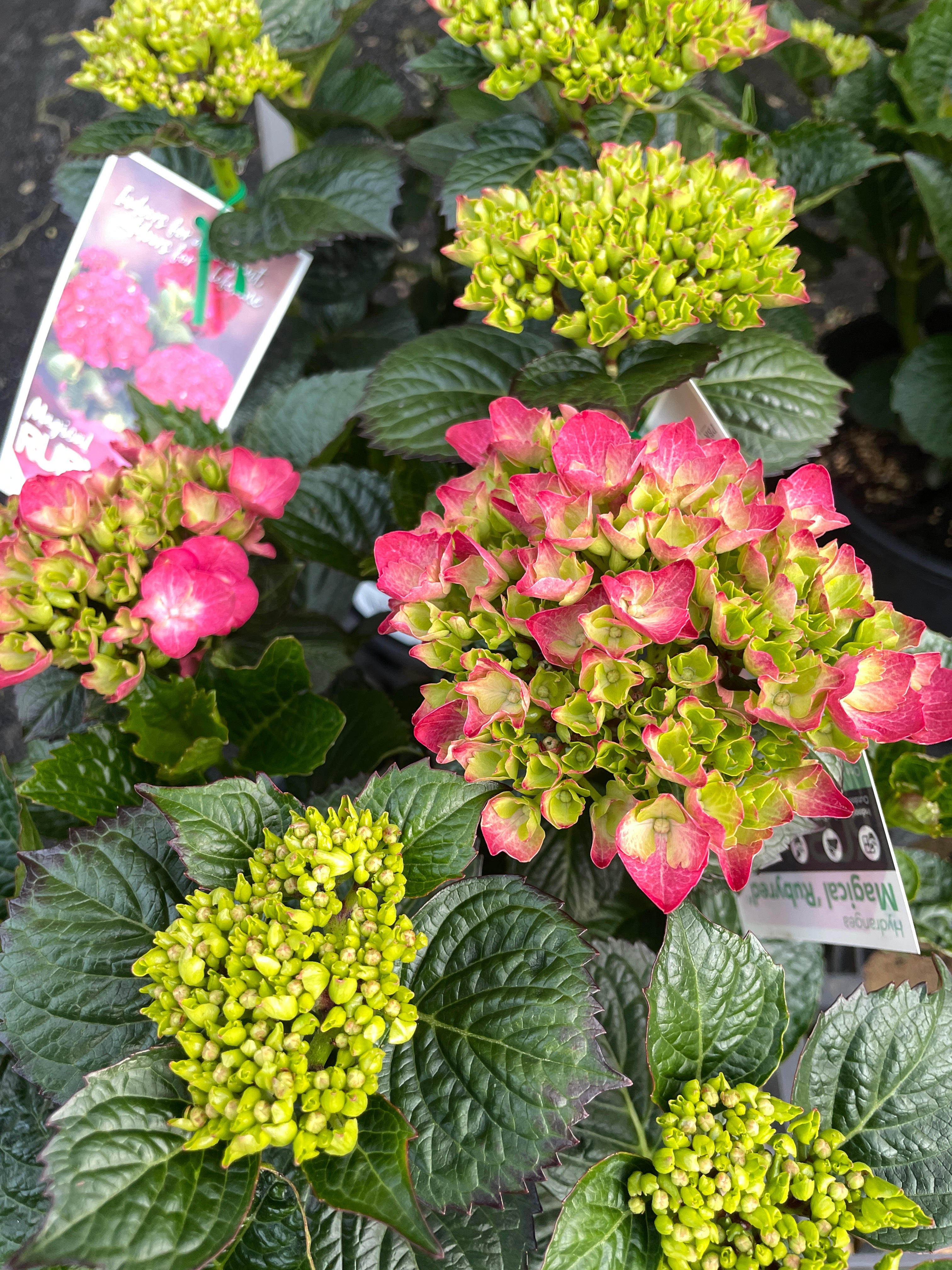 Hydrangea Magical Ruby Red - Compact Flowering Shrub – Navigators Nursery