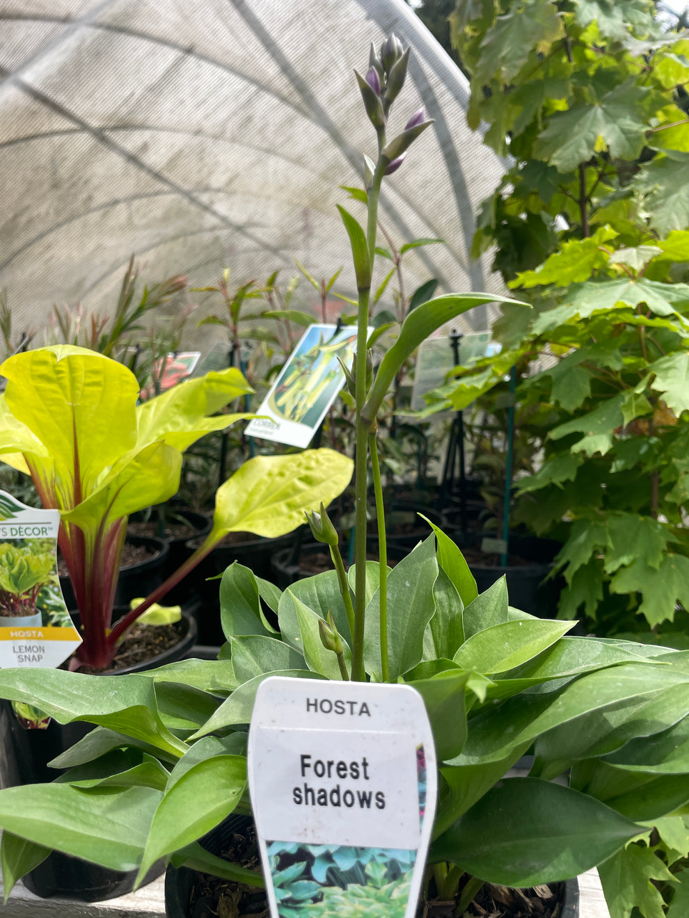 Hosta 'Forest Shadows' - Blue-Green Shade Perennial | 140mm ...